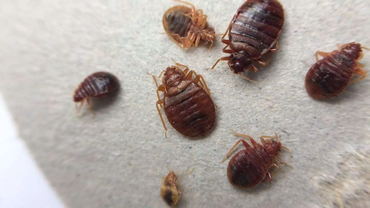 How To Cope With Bed Bug Anxiety