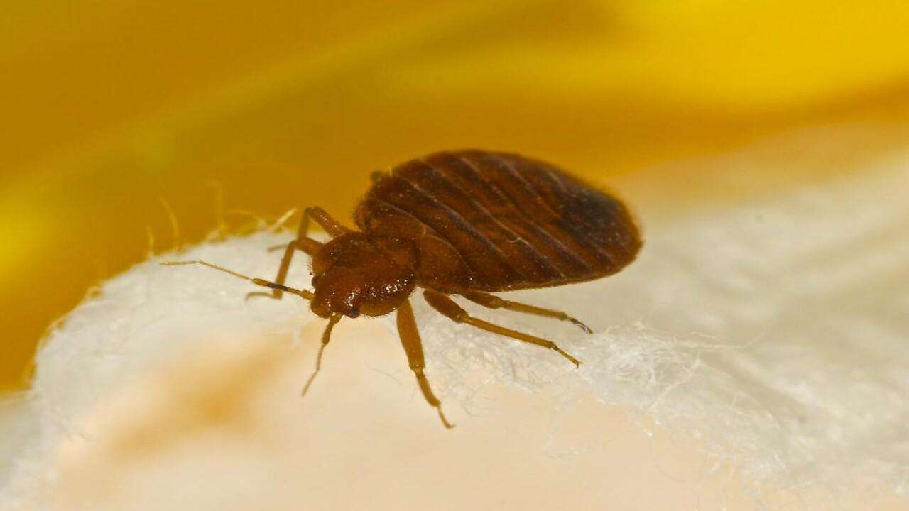 How To Cope With Bed Bug Anxiety